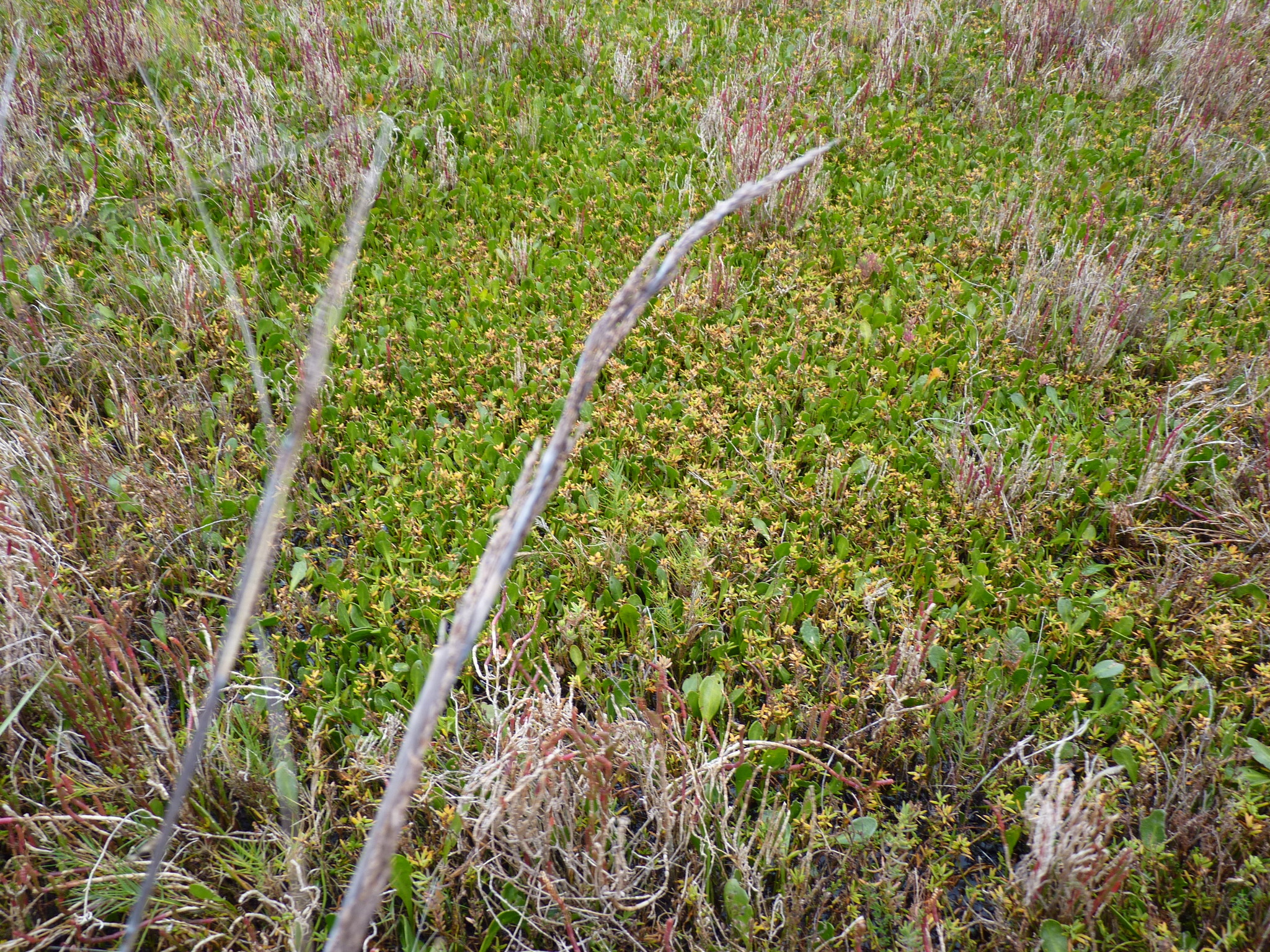 Gahnia filum (Labill.) F.Muell.