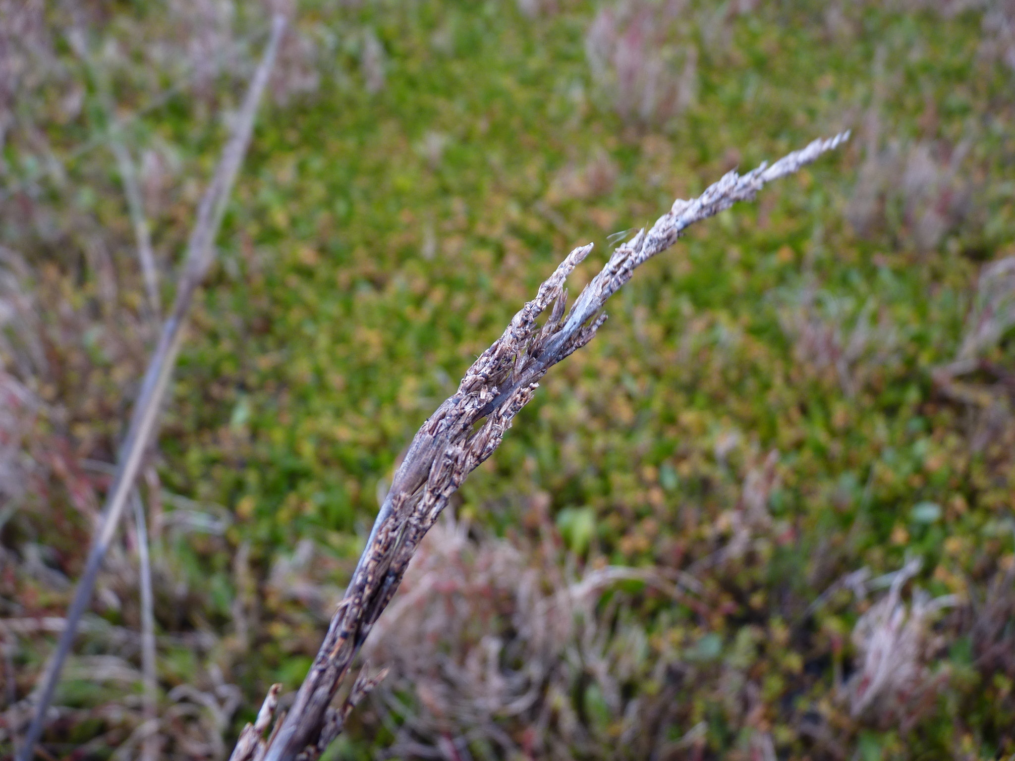 Gahnia filum (Labill.) F.Muell.