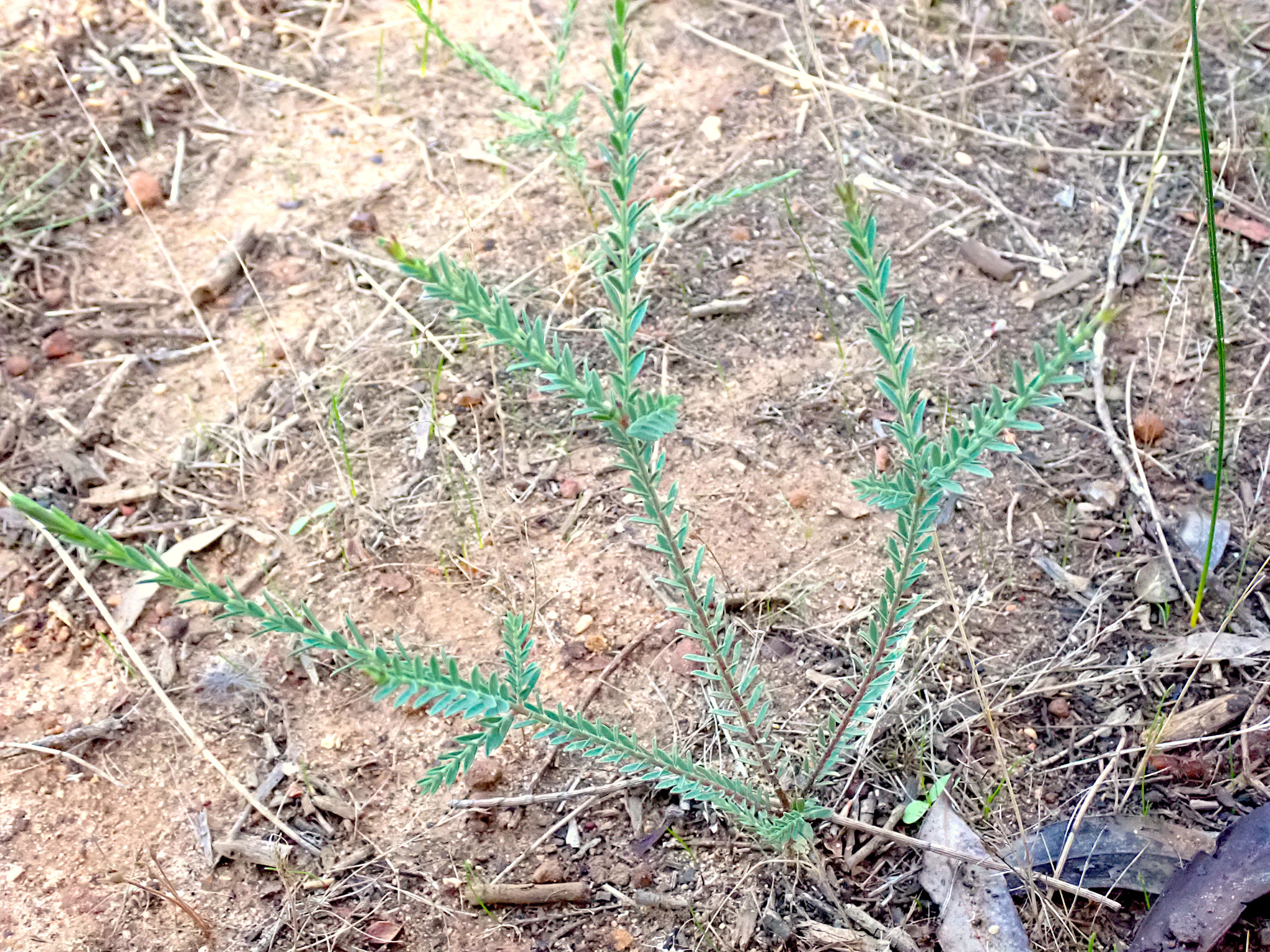 Eutaxia diffusa F.Muell.