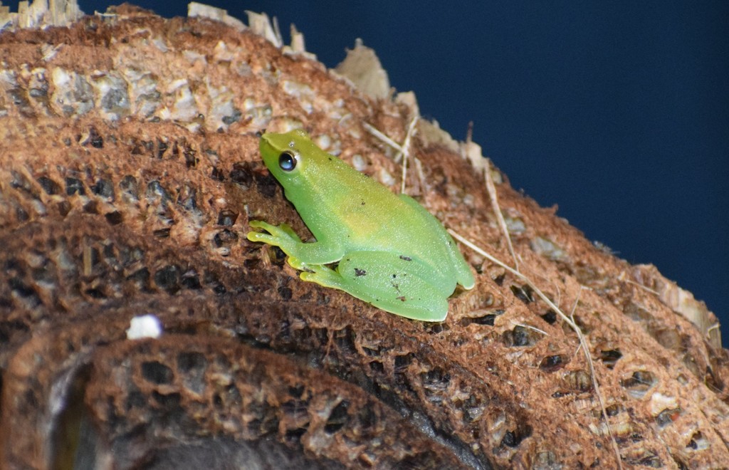 Greater Hatchet-faced Tree Frog from Vaca Diez, Bolivia on May 03, 2021 ...