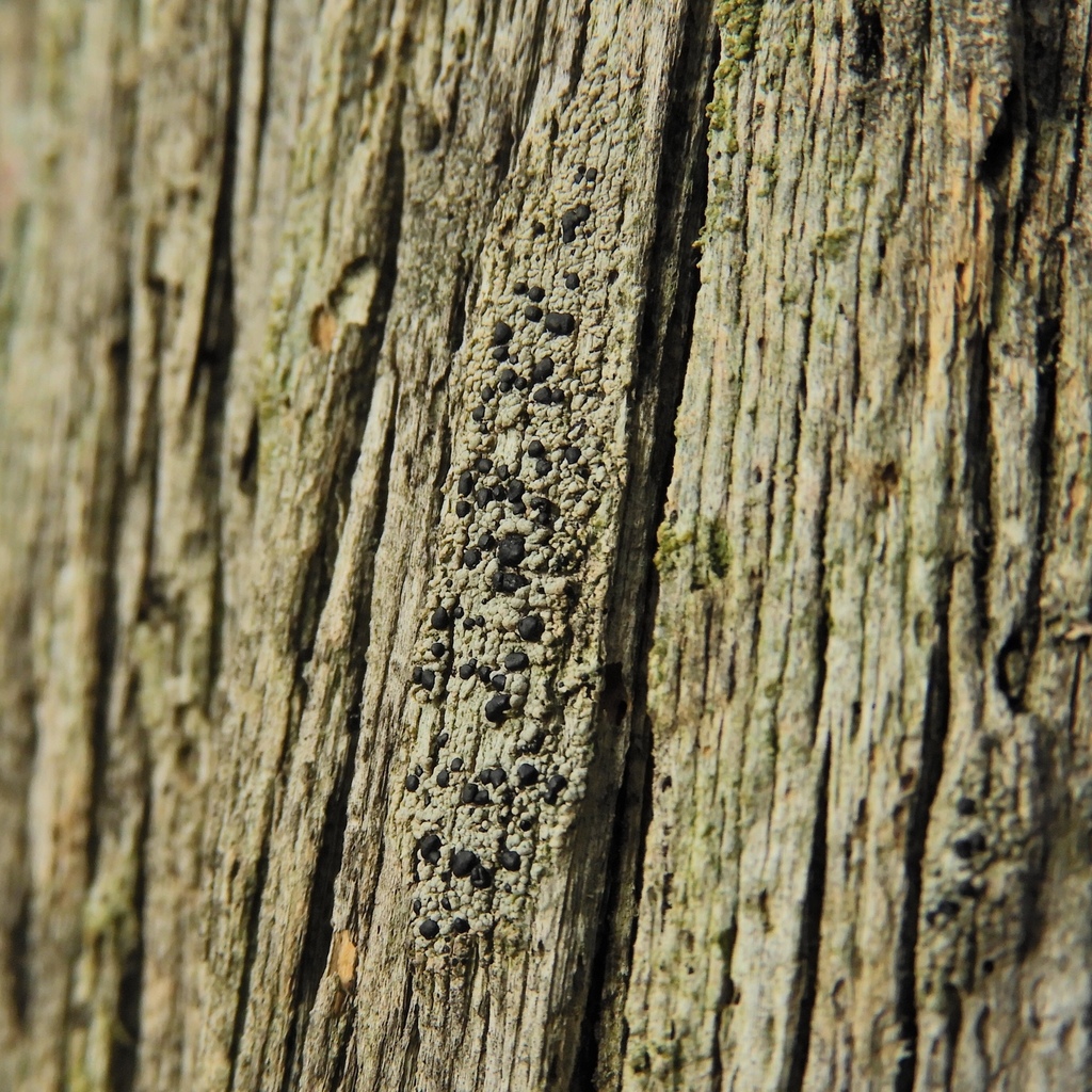 Lecidea elabens (Lichens of Montana and Yellowstone Ecosystem ...