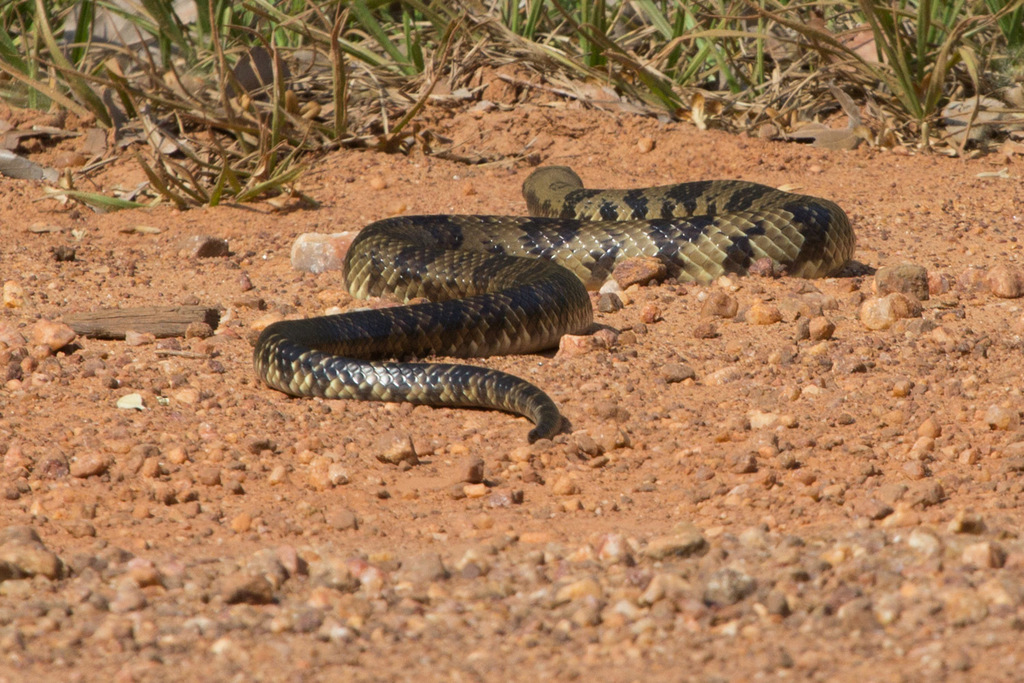 False Water Cobra (Hydrodynastes gigas) - Snakes and Lizards