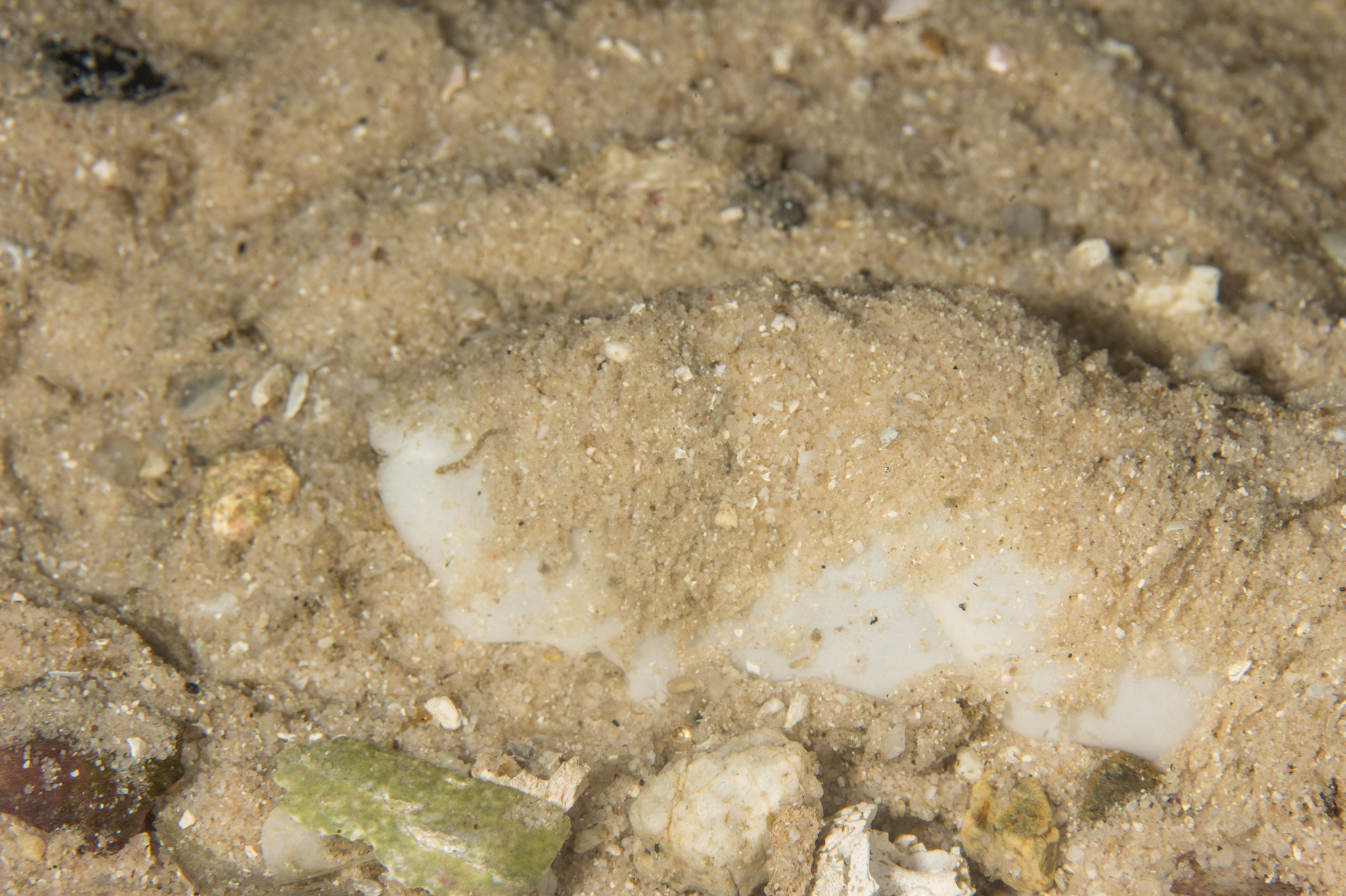 Got ask the experts? What is this, found under sand at low tide. South ...