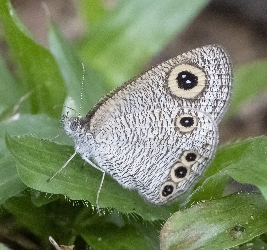 Common Four-ring (Butterflies of SGNP-Nagla block) · iNaturalist
