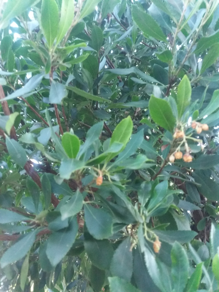 strawberry tree from Bellville, Cape Town, South Africa on May 2, 2021 ...
