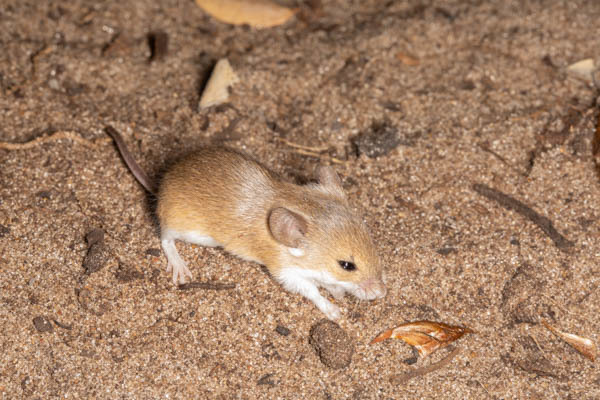 Mus indutus (Thomas, 1910)