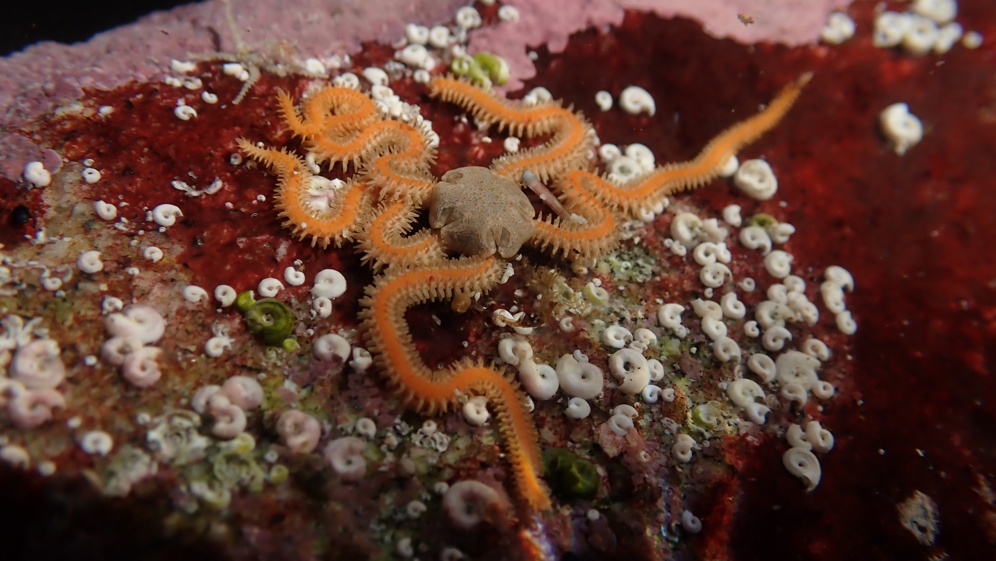 Amphiura Forbes, 1843