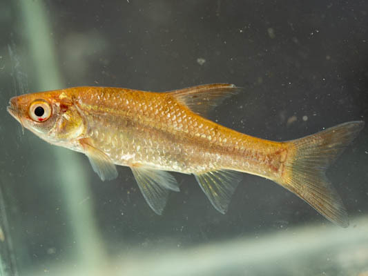 Straightfin Barb (Fishes, Frogs and Reptiles of the Mfolozi River ...