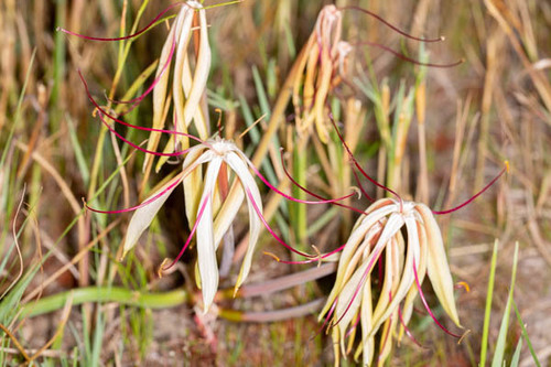 Crinum subcernuum · iNaturalist