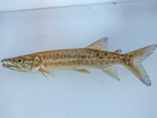 Southern African Pike from Ngamiland North, Botswana on May 03, 2021 at ...