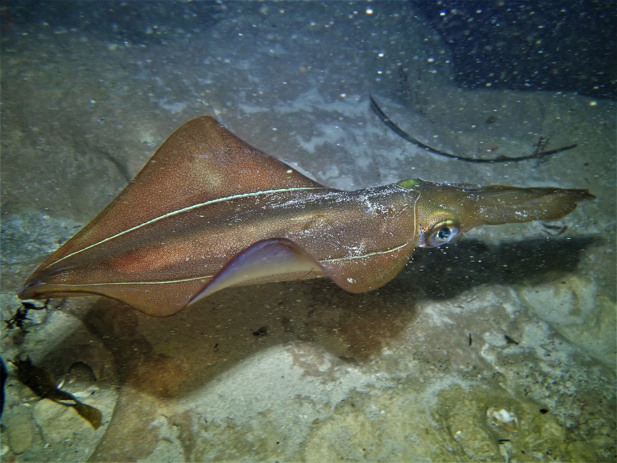Southern Calamari (Sepioteuthis australis) - Tomahawk, Tasmania