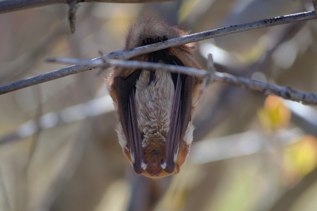 Eastern Red Bat in April 2021 by Charles Brown · iNaturalist
