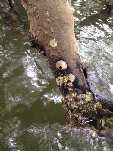 Amphibalanus peruvianus · iNaturalist