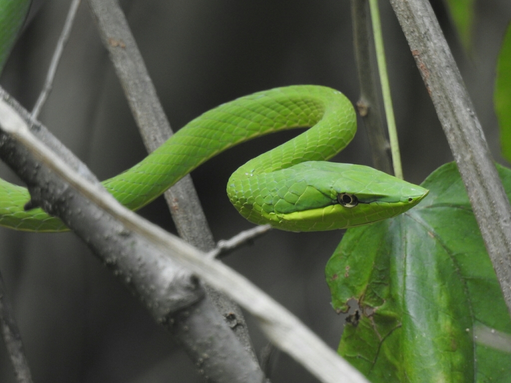Green Vine Snake (Oxybelis fulgidus) - Snakes and Lizards