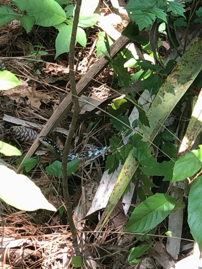 Buttermilk Racer from Sam Houston National Forest, Huntsville, TX, US ...