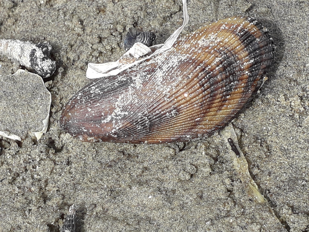 Atlantic Ribbed Mussel from Ensenada, Baja California, Mexico on June ...