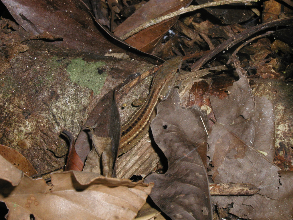Black-striped Forest Lizard from Franz Tamayo, Bolivia on March 23 ...