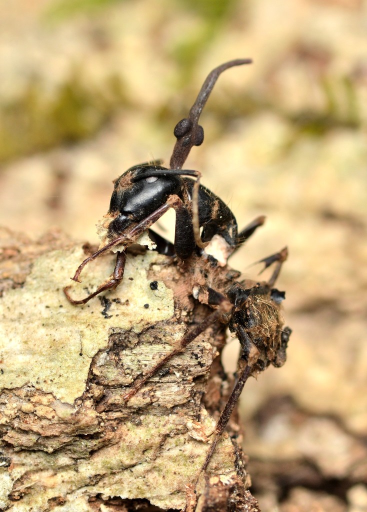 Zombie-Ant Fungi from Beaufort County, NC, USA on December 17, 2017 at ...
