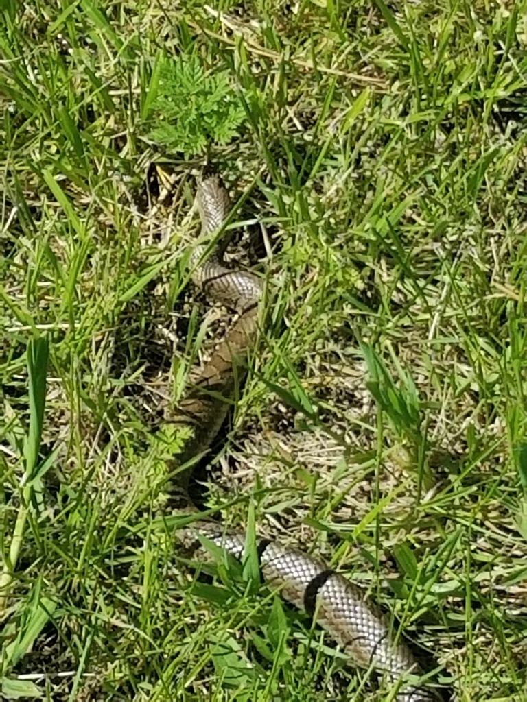 Prairie Kingsnake from Mount Sterling on April 30, 2021 at 02:58 PM by ...