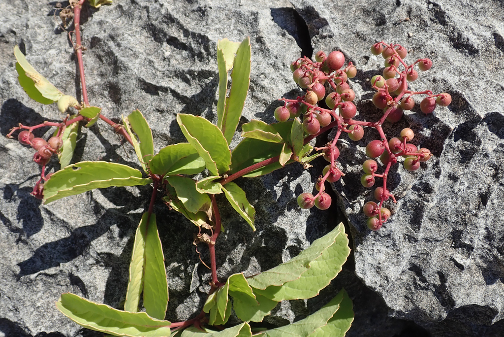 Bushman's Grape from Ngamiland West, North-West, Botswana on April 30 ...