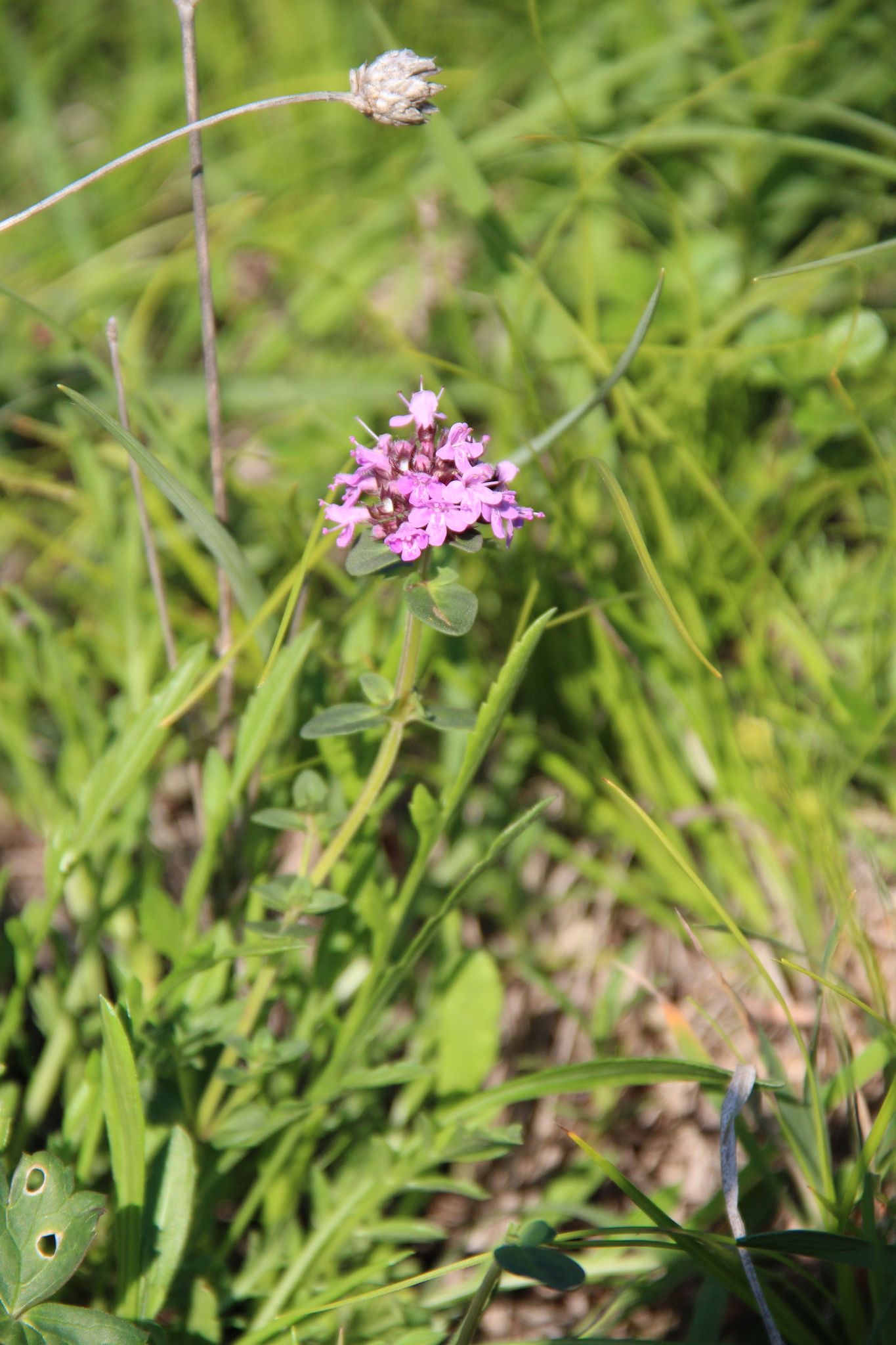 Thymus nummularius M.Bieb.