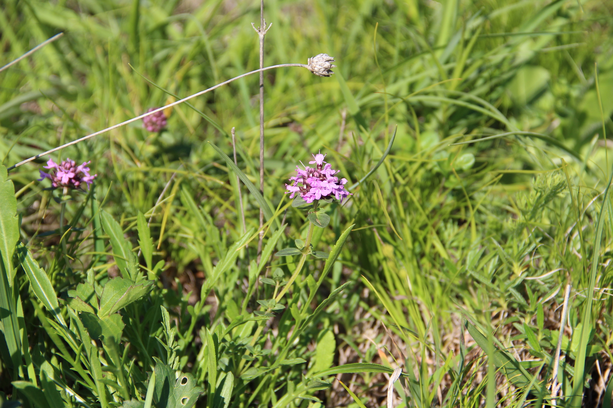 Thymus nummularius M.Bieb.