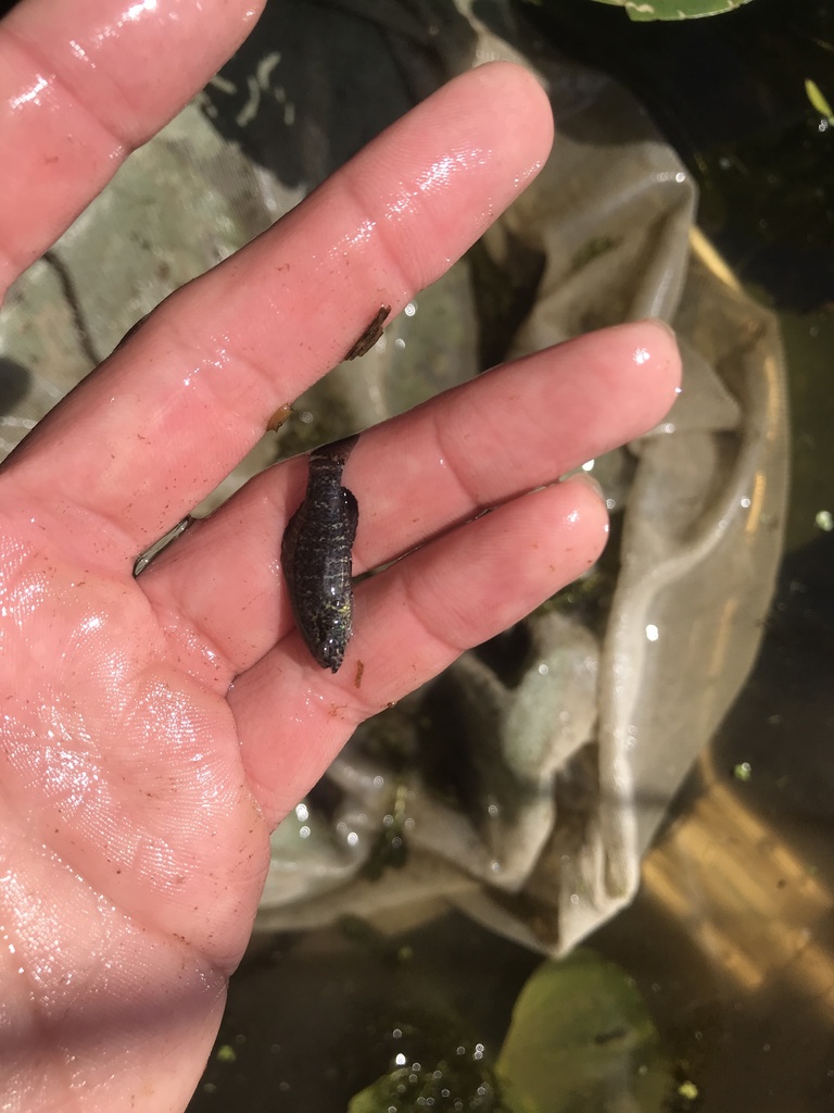 Banded Pygmy Sunfish in May 2021 by Adrian Macedo · iNaturalist