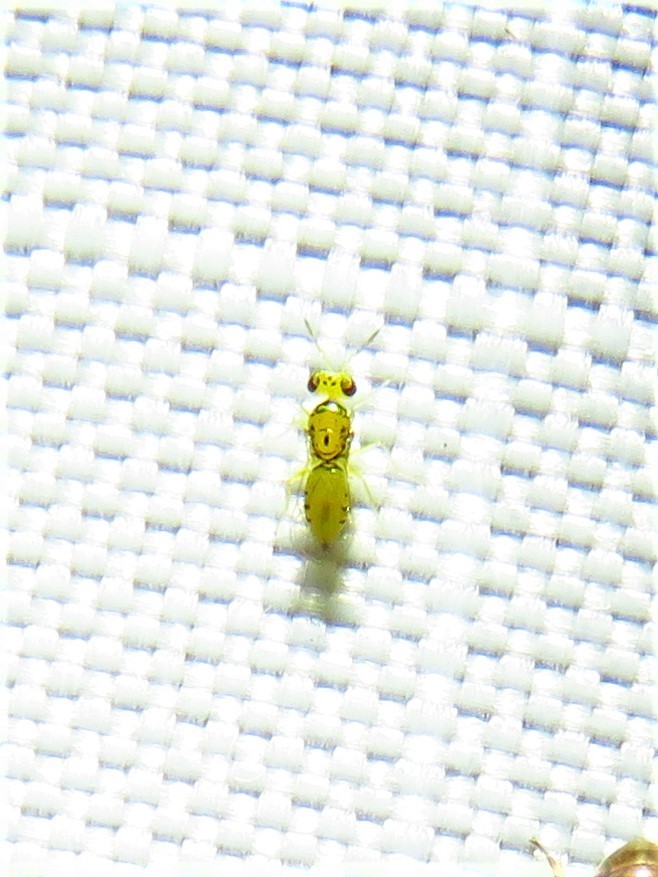 Chrysonotomyia from Lochwood Neighborhood, Dallas, TX on April 30, 2021 ...