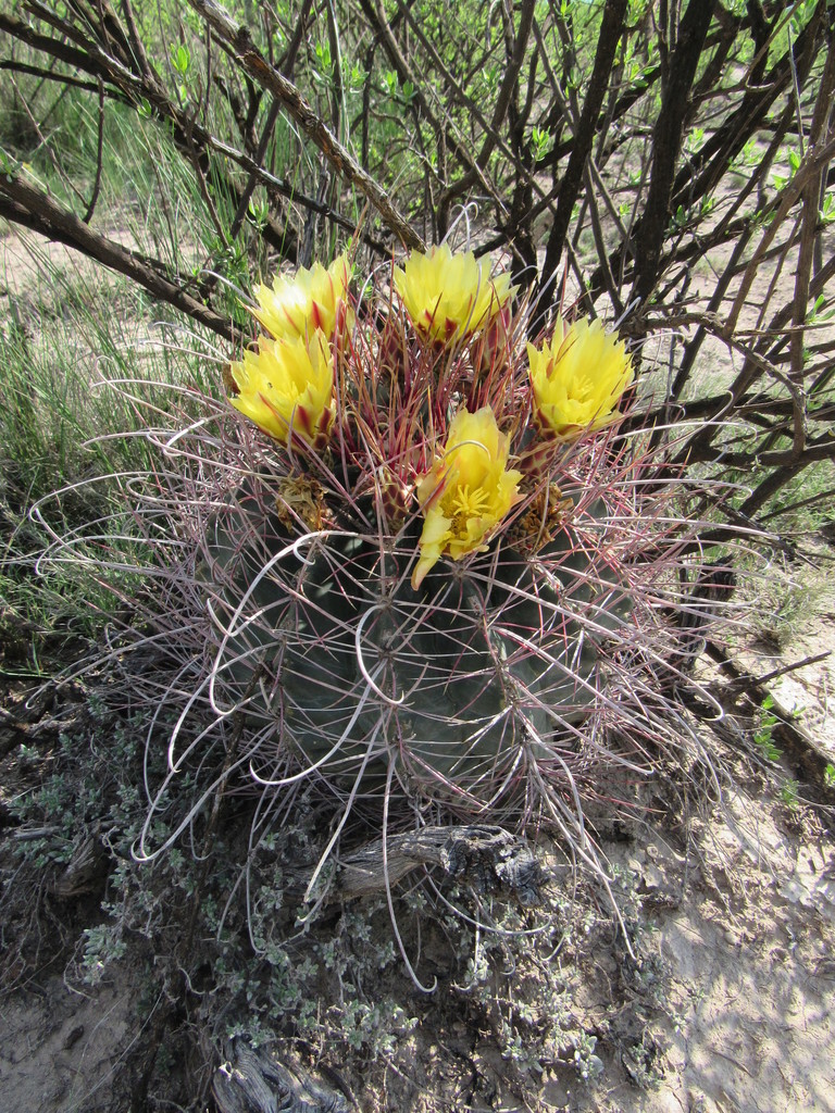 Hamatocactus hamatacanthus hamatacanthus (Cactaceas de Chihuahua ...