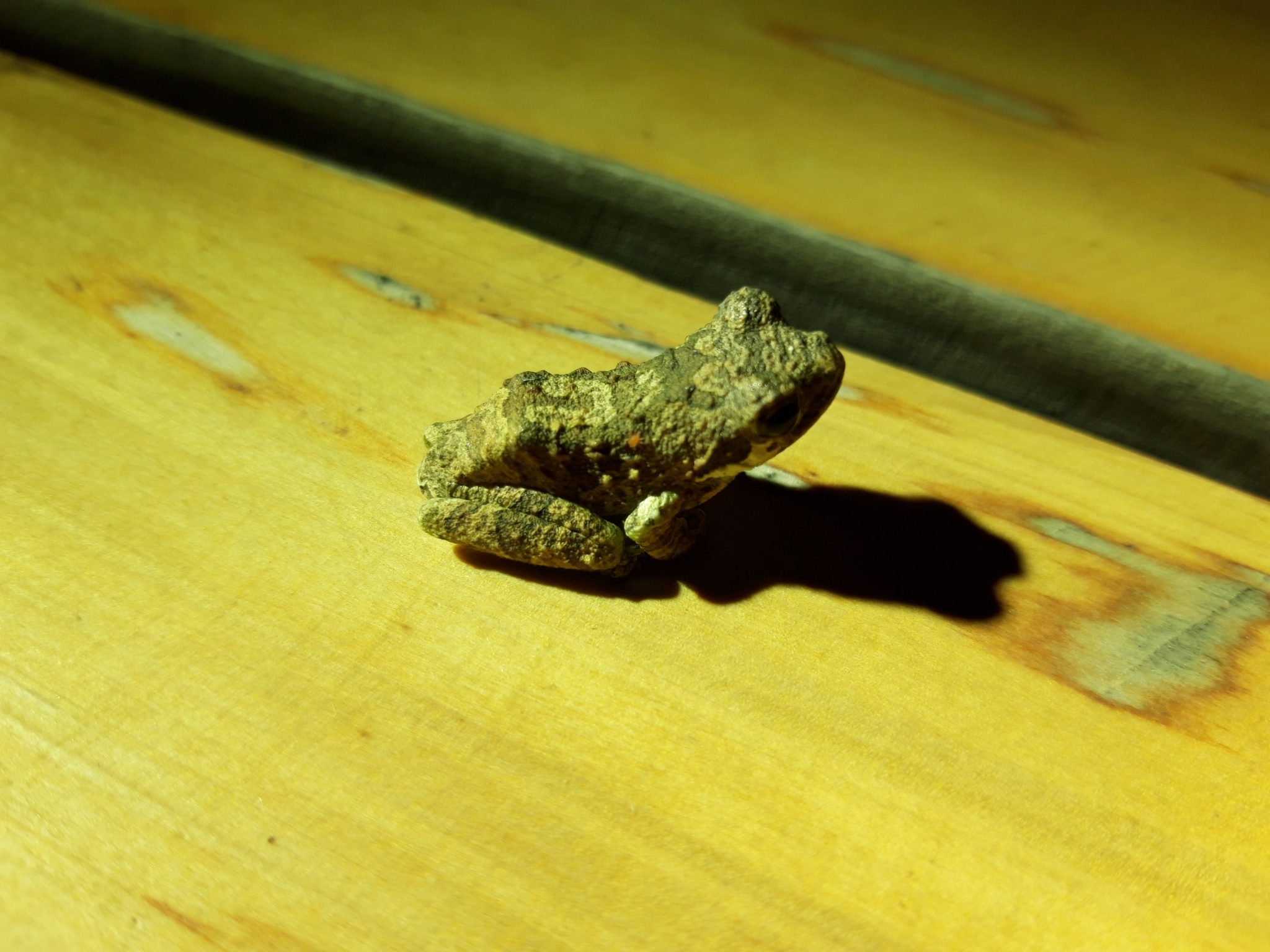 Chiromantis petersii Boulenger, 1882