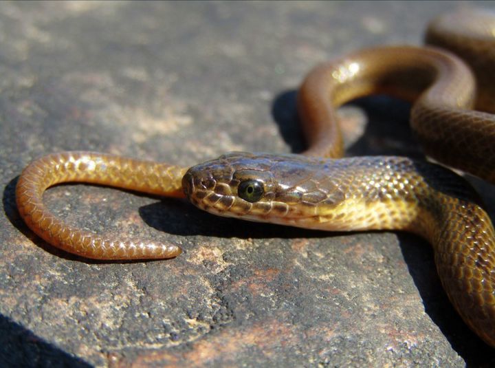 Lycodonomorphus laevissimus (Günther, 1862)