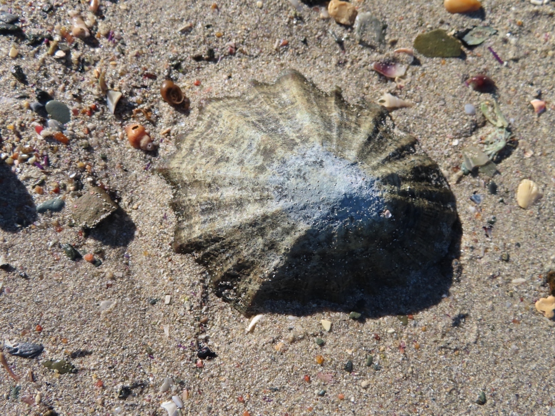 Cymbula oculus (Born, 1778)