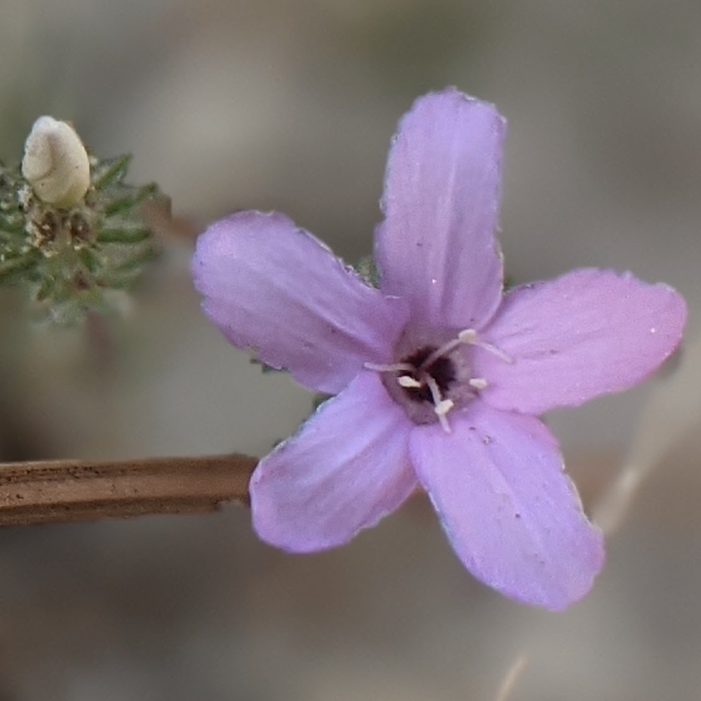 Mojave linanthus from Riverside County, CA, USA on May 4, 2021 at 04:50 ...