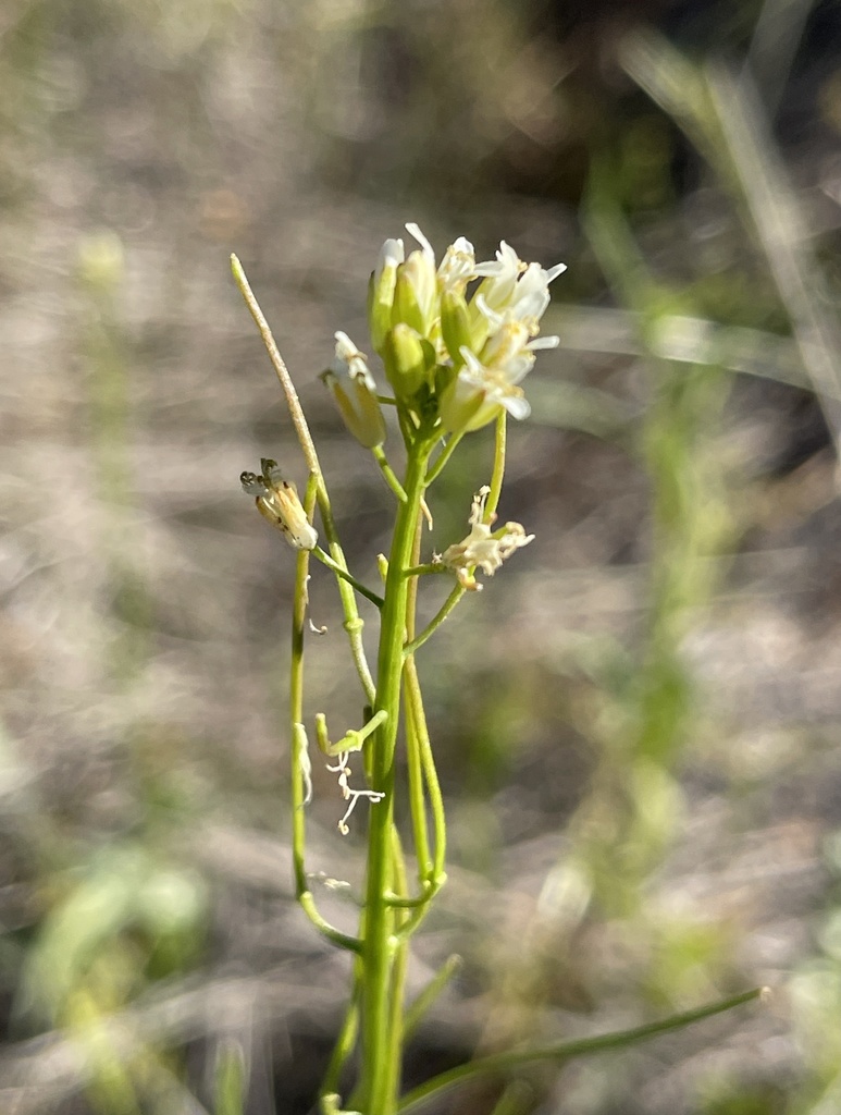 California mustard from Edgewood Park & Natural Preserve, Woodside, CA ...
