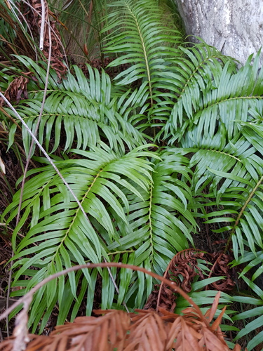 Observations by muisvoel · iNaturalist