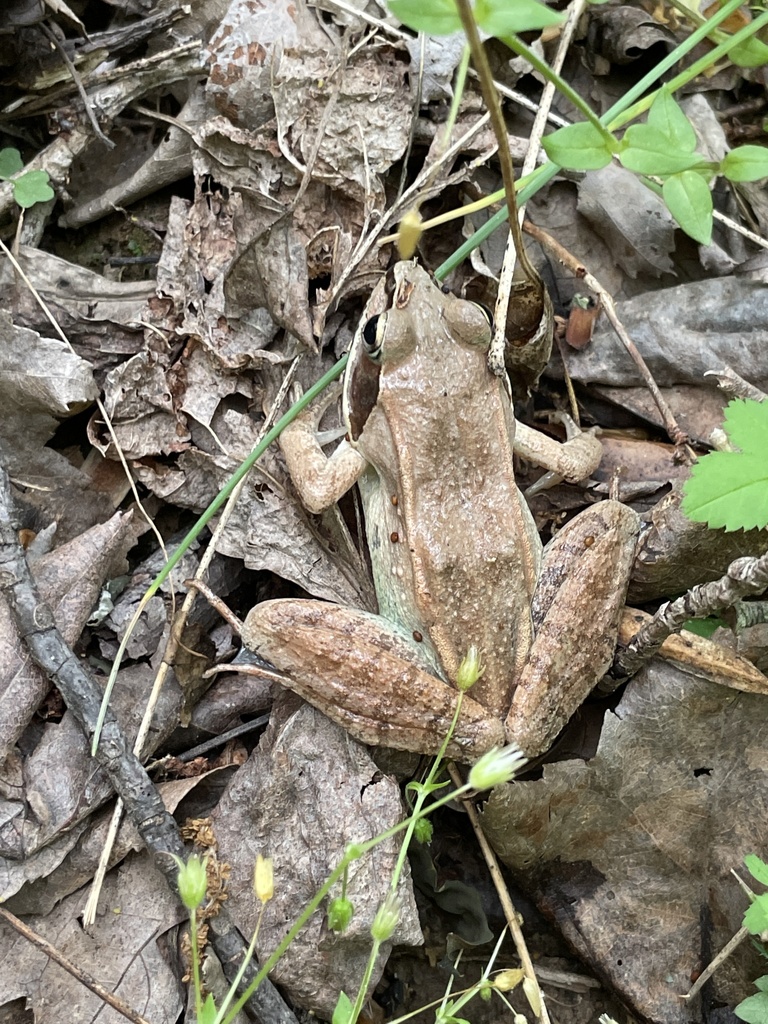Wood Frog from Fairfax County, US-VA, US on May 04, 2021 at 03:29 PM by ...