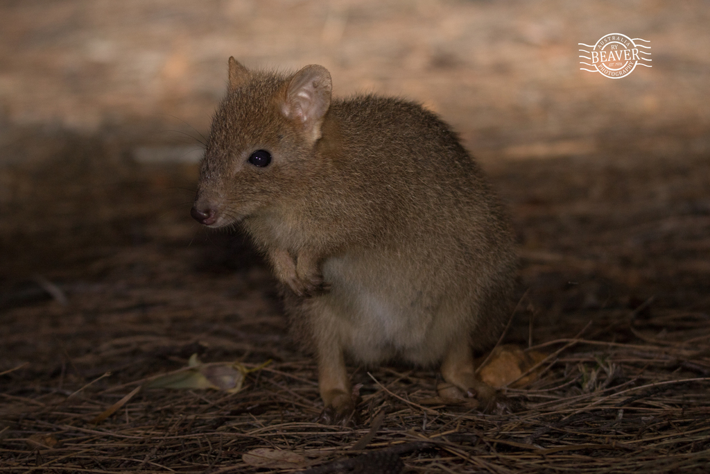 Woylie (Bettongia penicillata) - Know Your Mammals