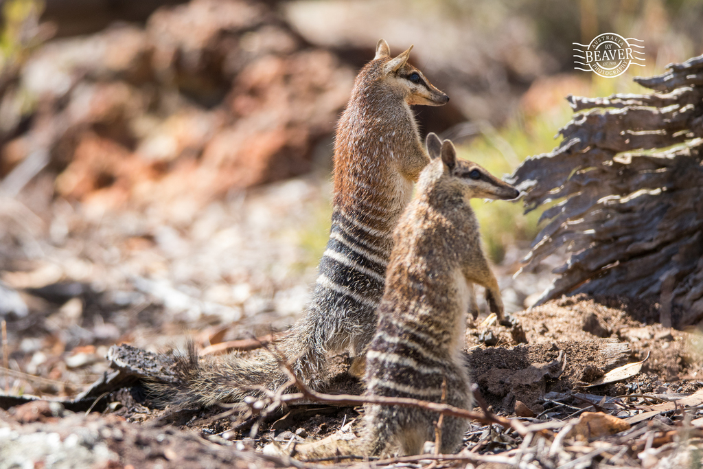Numbat (Myrmecobius fasciatus) - Know Your Mammals