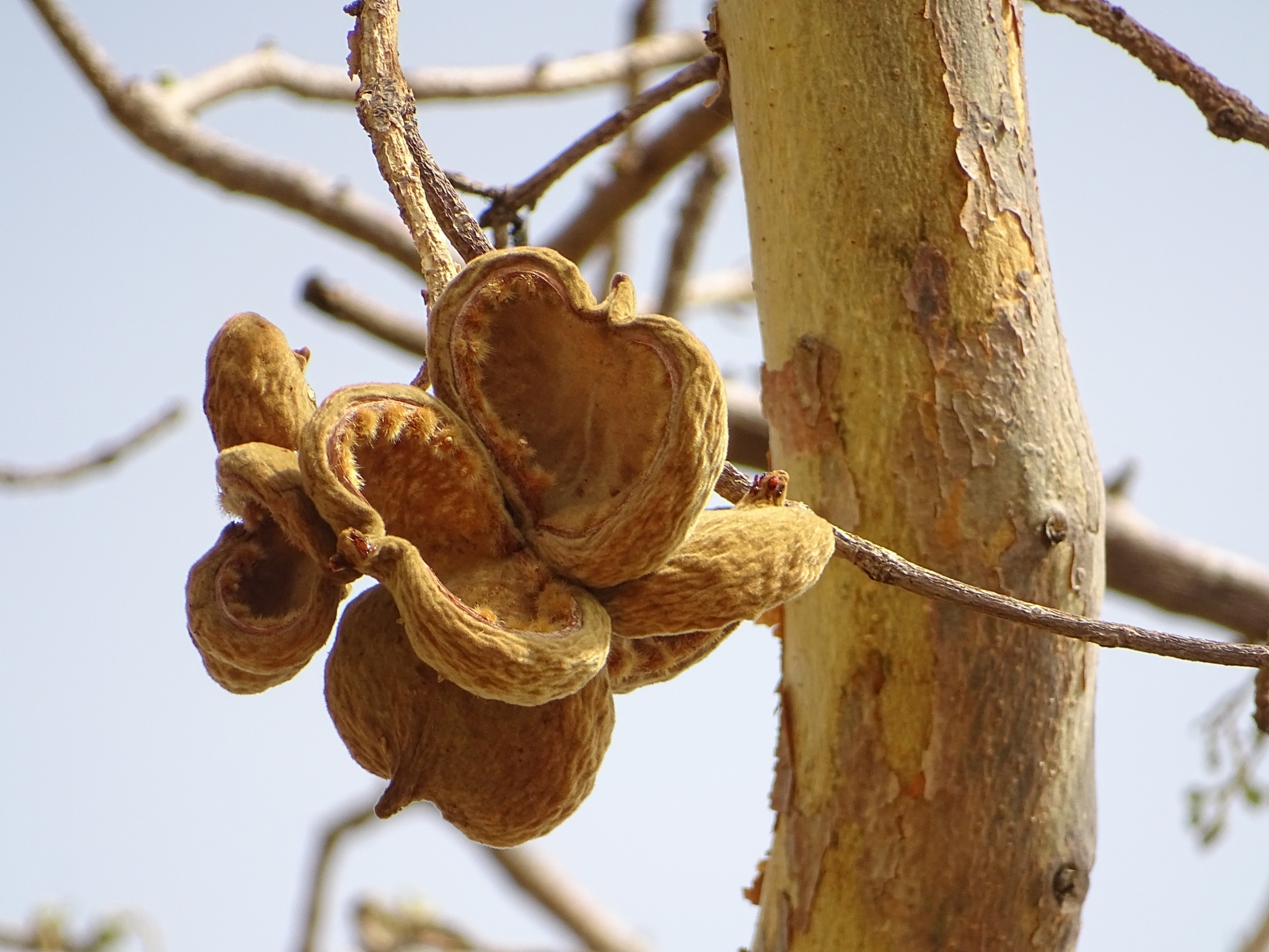 Sterculia setigera Delile