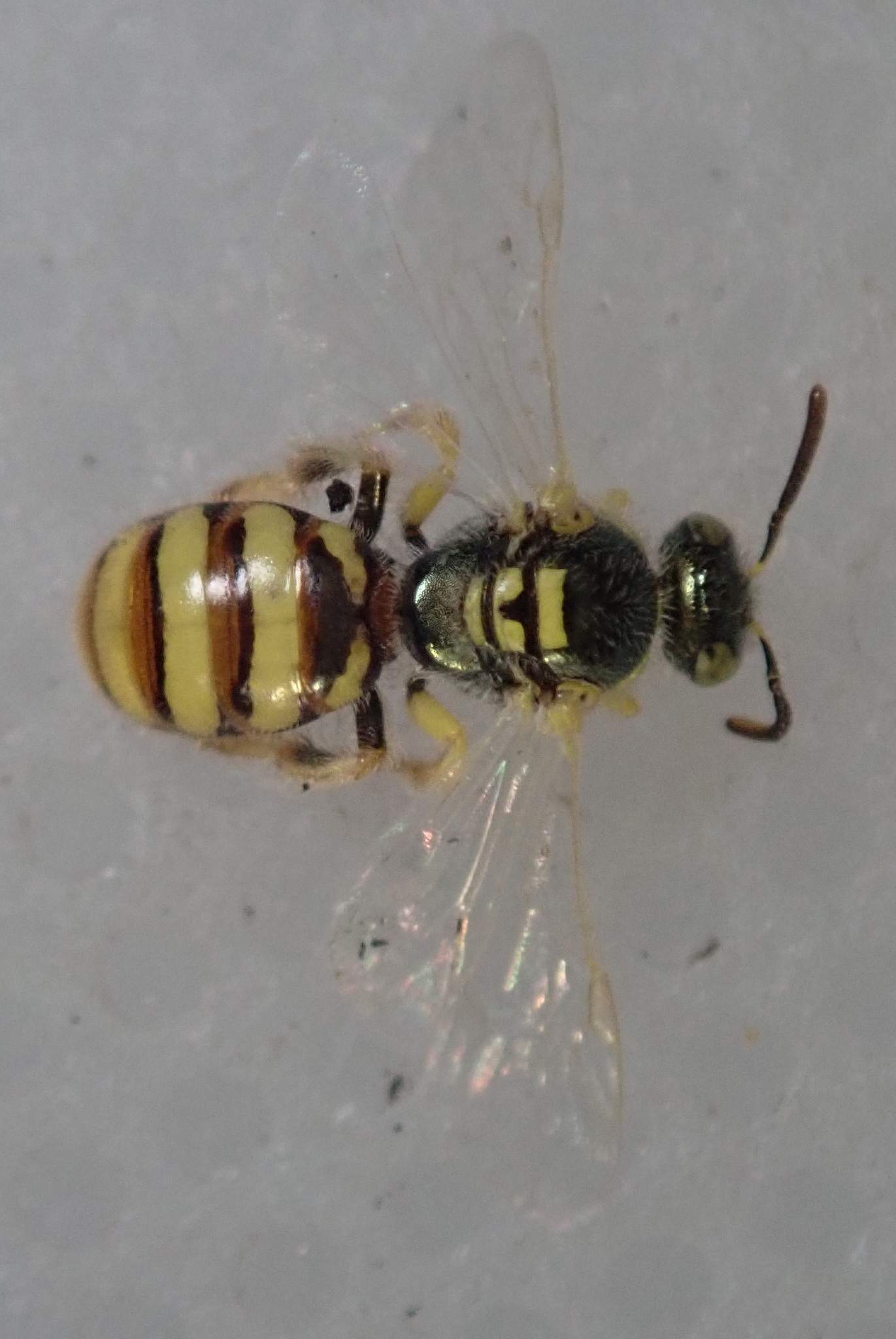 Ceylalictus muiri (Cockerell, 1909)