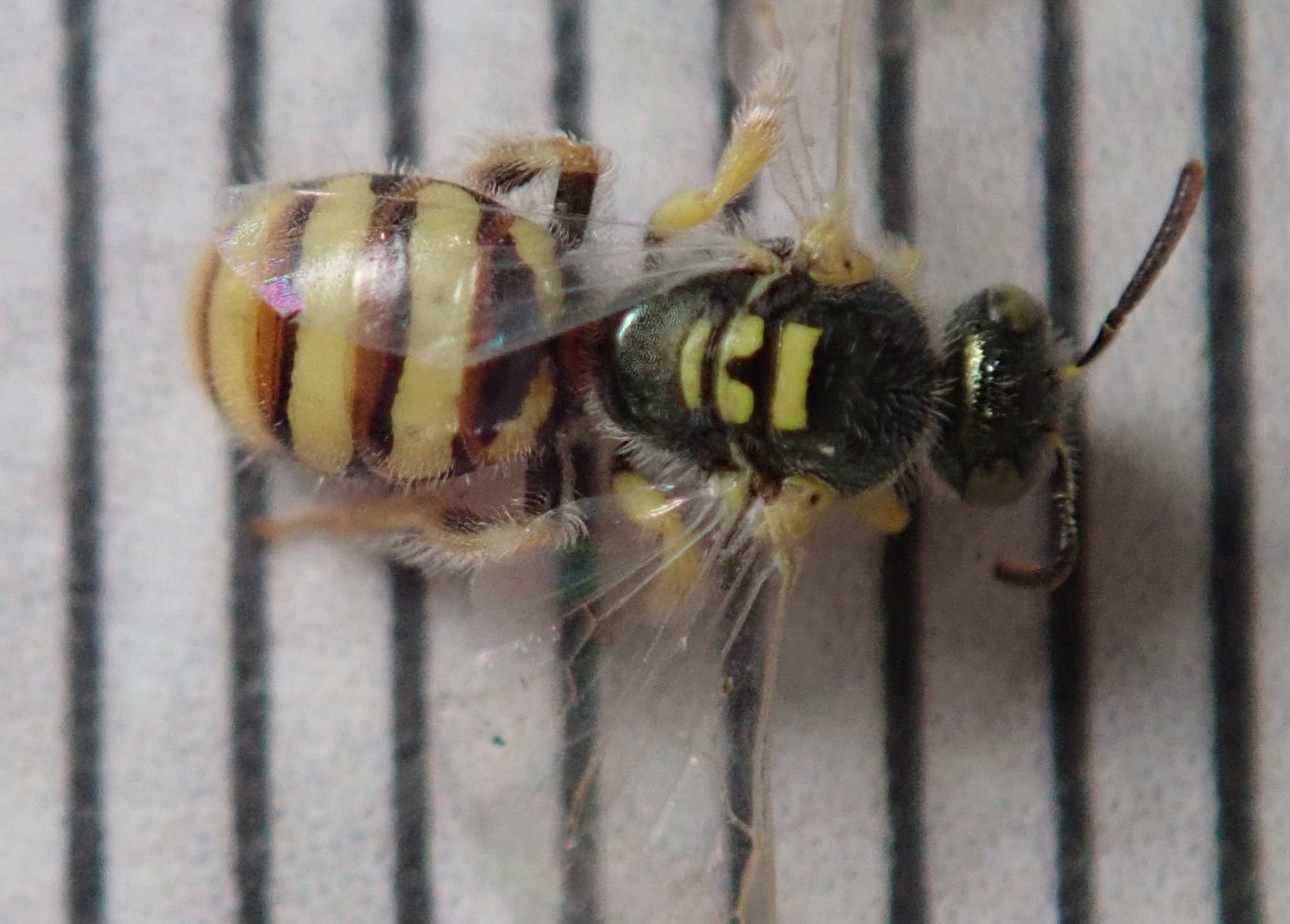 Ceylalictus muiri (Cockerell, 1909)