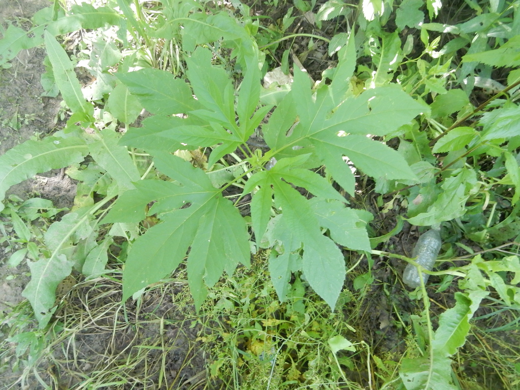 giant ragweed from Fort Worth, TX, USA on May 02, 2021 at 01:48 PM by ...
