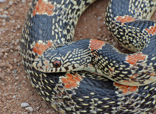 Long-nosed Snake (Rhinocheilus lecontei) · iNaturalist