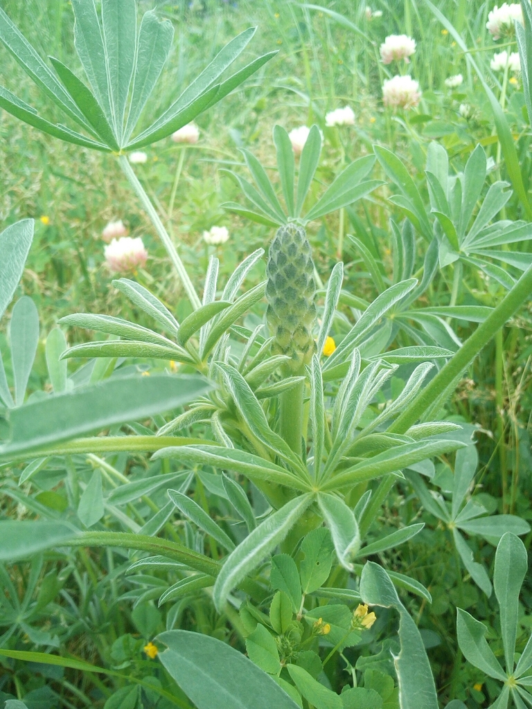 European yellow lupine (Lupinus luteus) - Botanical Realm