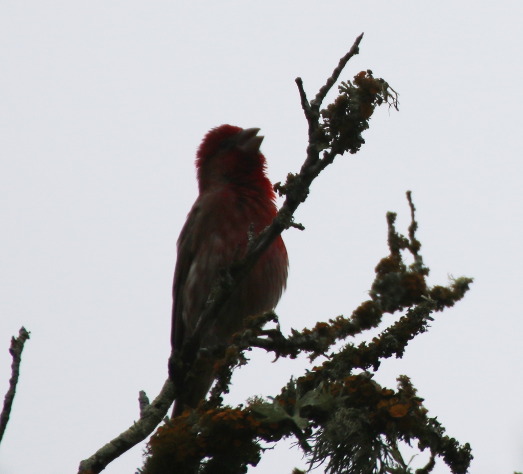House Finch from Bastrop County, TX, USA on April 30, 2021 at 10:48 AM ...