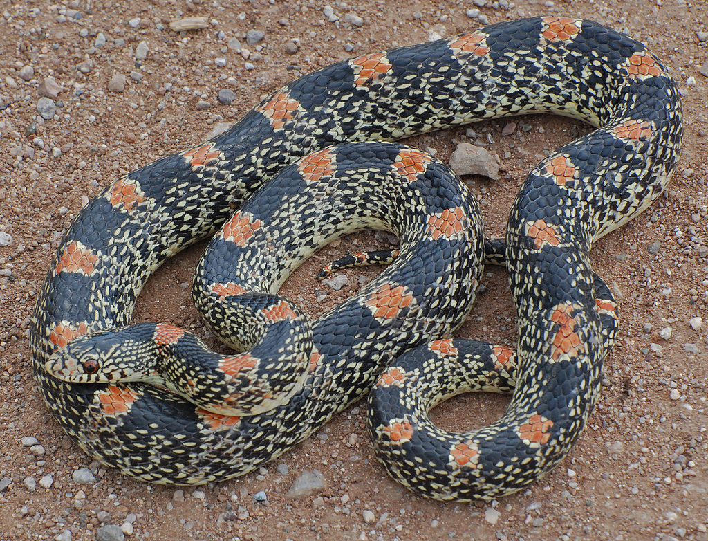 Long-nosed Snakes (Rhinocheilus) - Snakes and Lizards