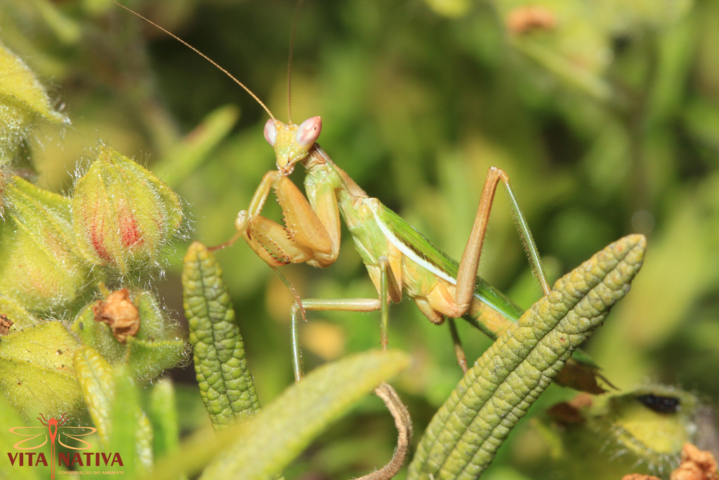 European Dwarf Mantis from Silves, Portugal on May 03, 2021 at 03:31 PM ...