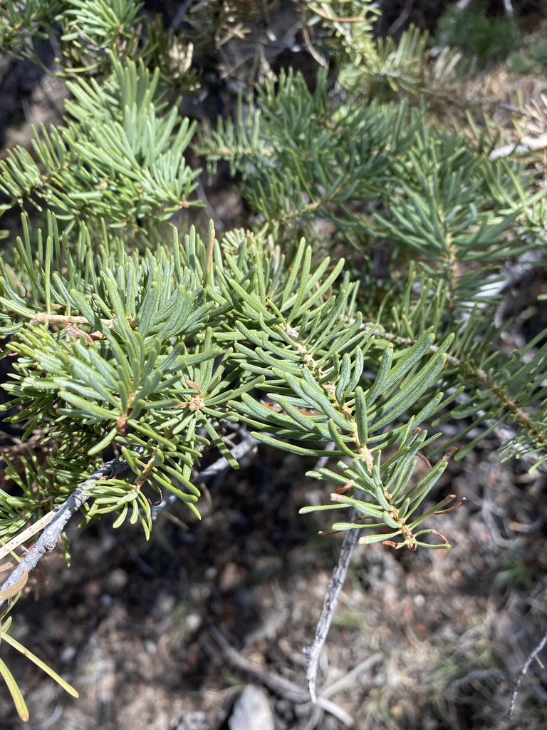 white fir from Fortification Range Wilderness, Pioche, NV, US on May 2 ...