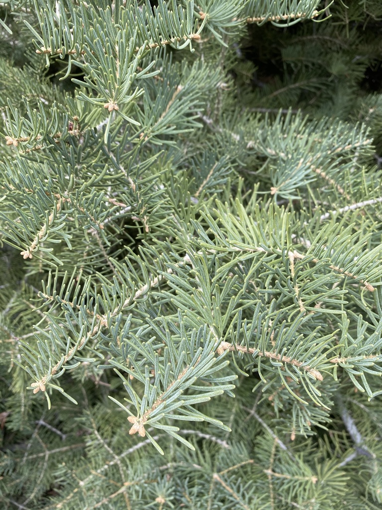 white fir from Fortification Range Wilderness, Pioche, NV, US on May 2 ...
