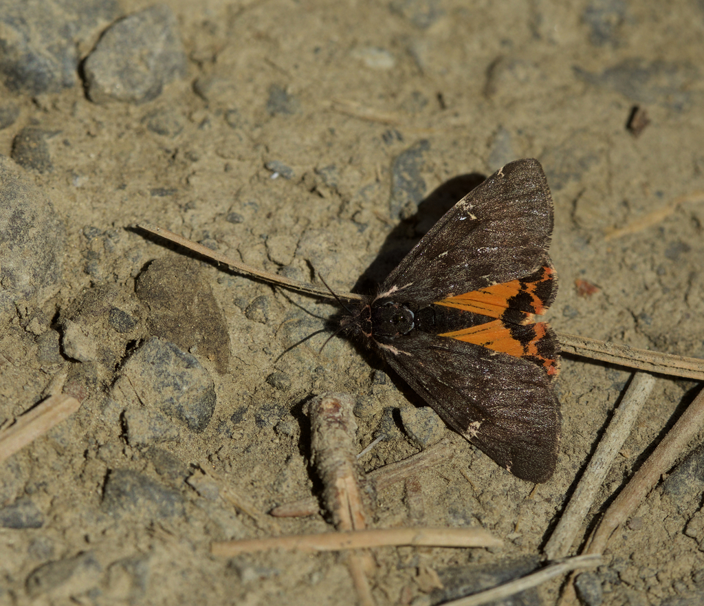 California Tiger Moth from Union County, OR, USA on May 3, 2021 at 10: ...